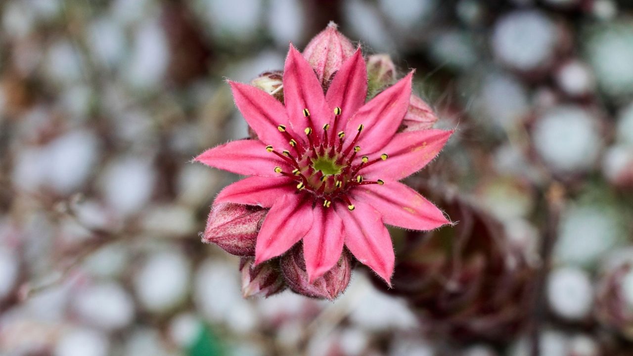 Plants with star shaped flowers | Greenisher